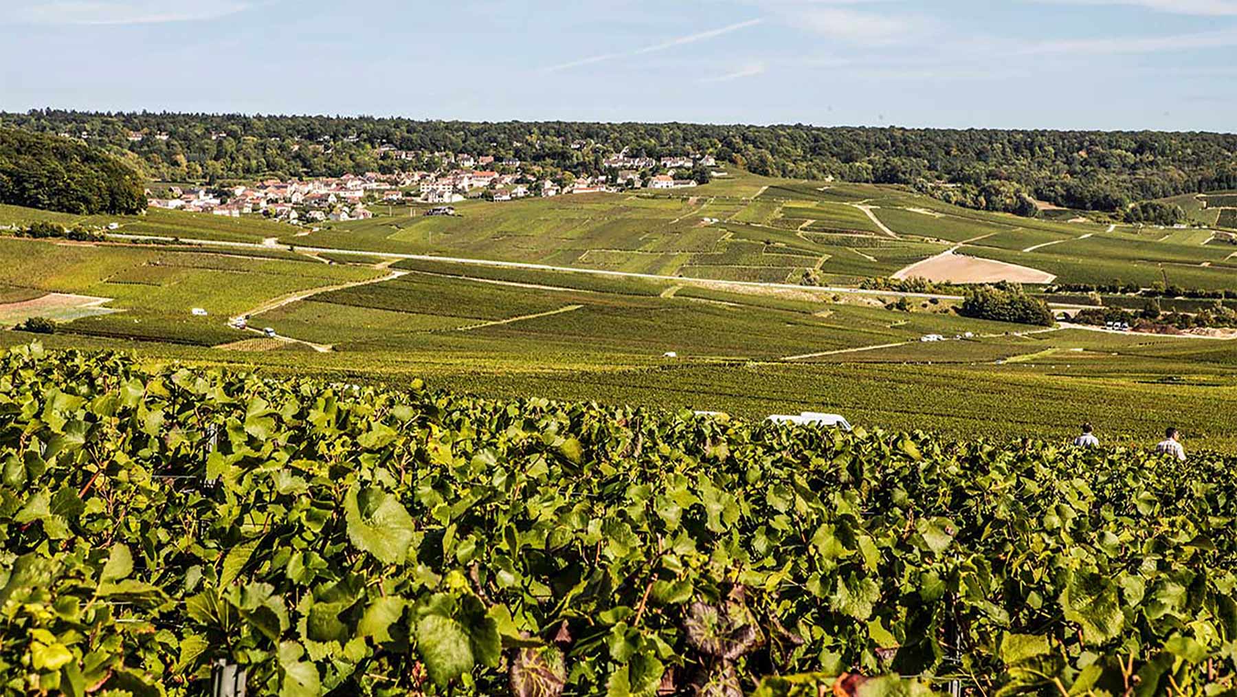 James Cluer in Champagne, France - Fine Vintage
