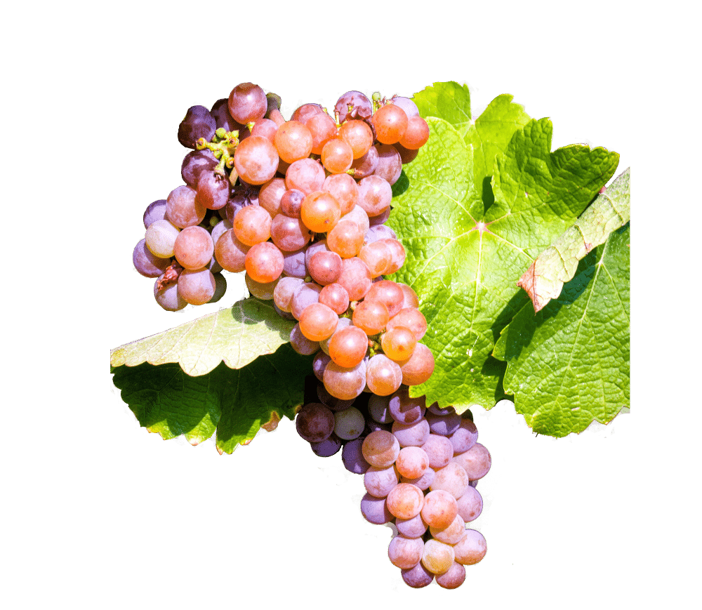 Gewürztraminer | Around the World in 52 Grapes |Fine Vintage